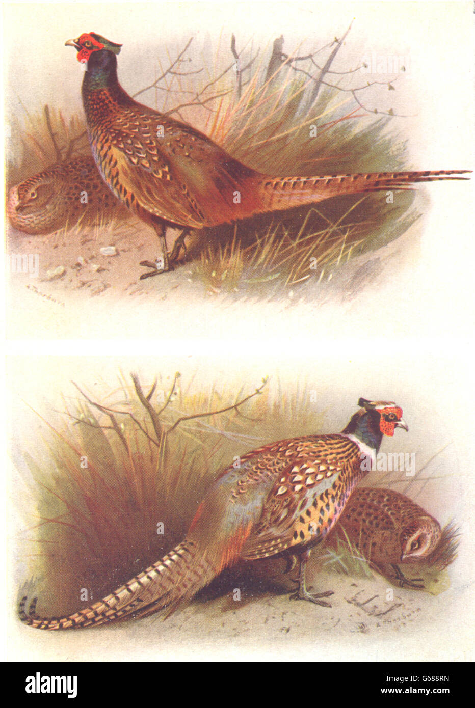 Thorburn birds hi-res stock photography and images - Alamy