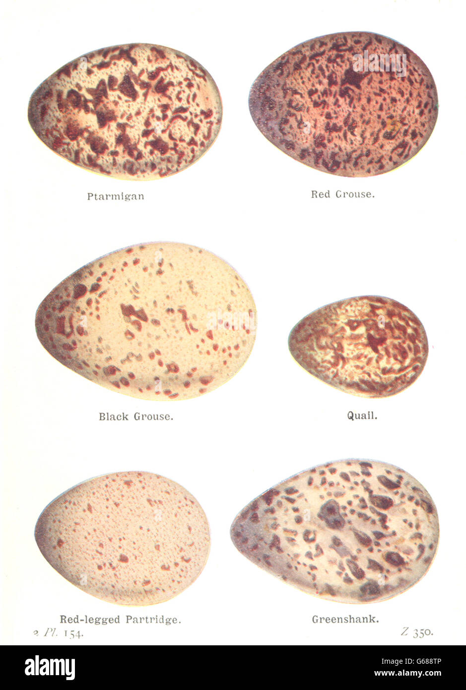 Red legged partridge eggs hi-res stock photography and images - Alamy