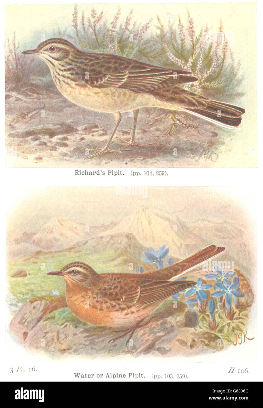 British water birds hi-res stock photography and images - Alamy