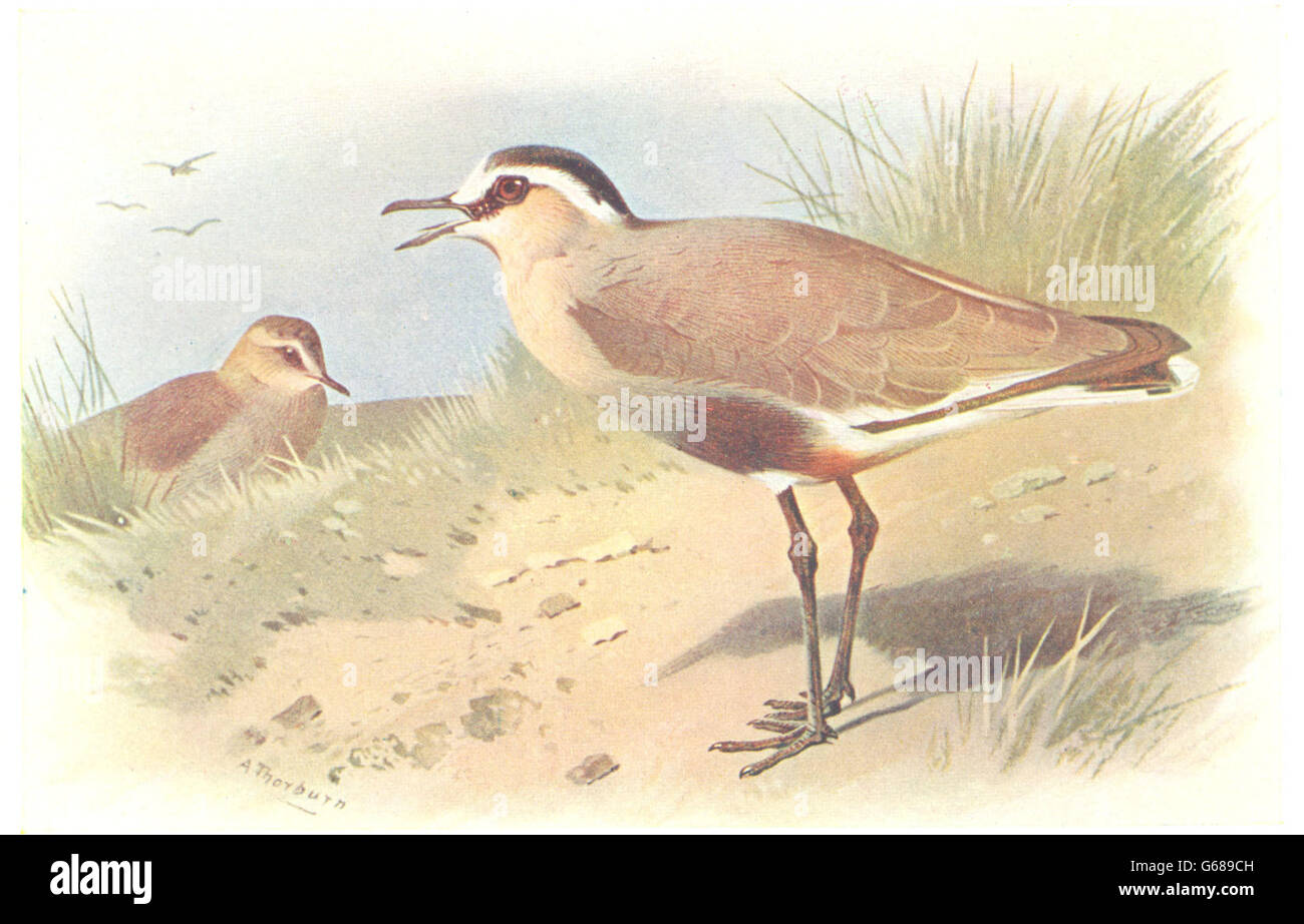 Sociable plover hi-res stock photography and images - Alamy