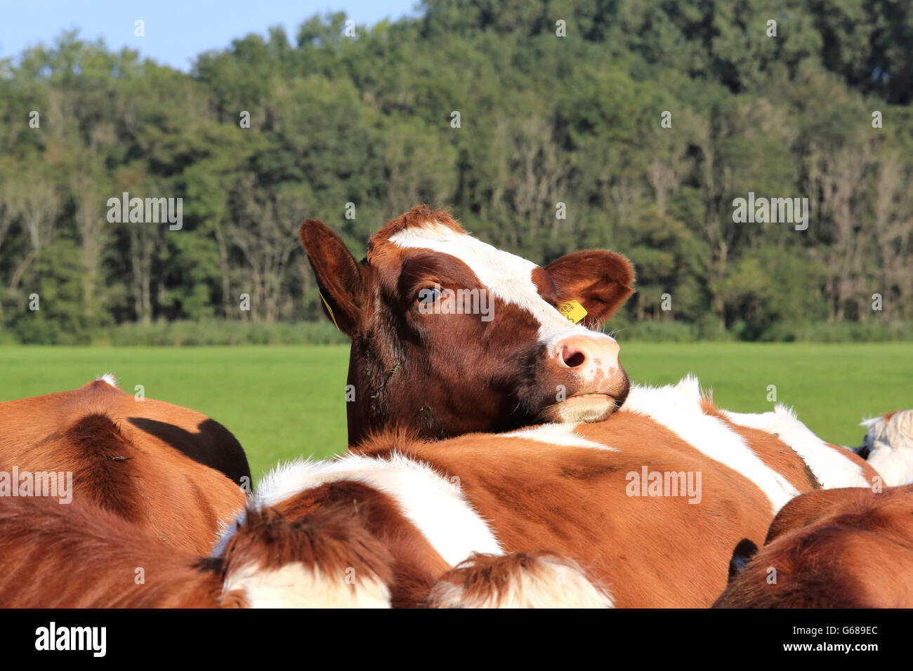 A cow in a meadow Stock Photo - Alamy