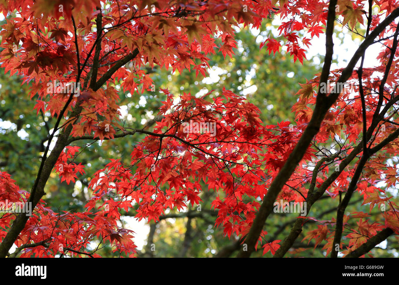 A Japanese red maple Stock Photo - Alamy