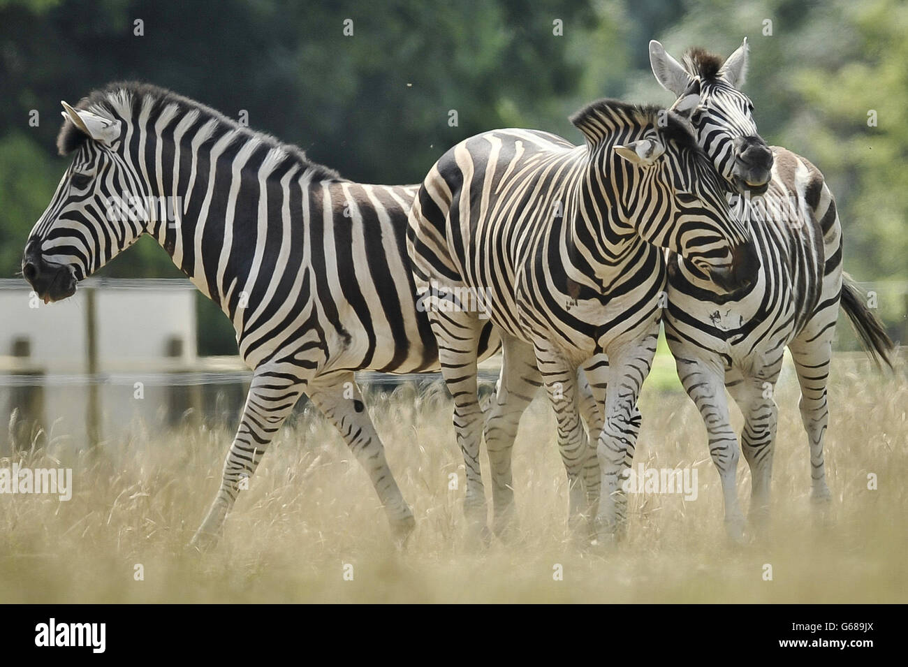 Ran by bristol zoo hi-res stock photography and images - Alamy