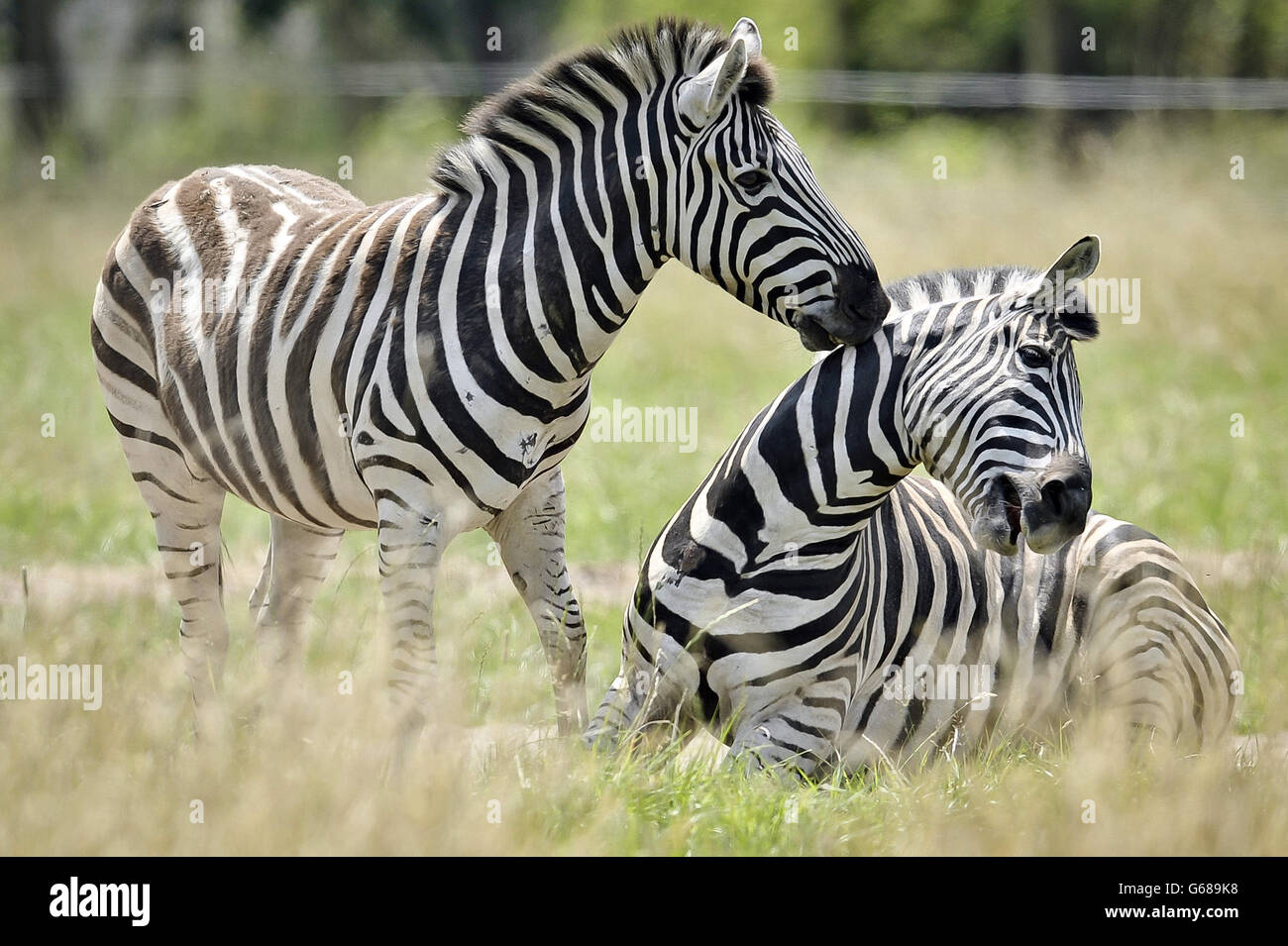 Zebras enjoy new home Stock Photo - Alamy