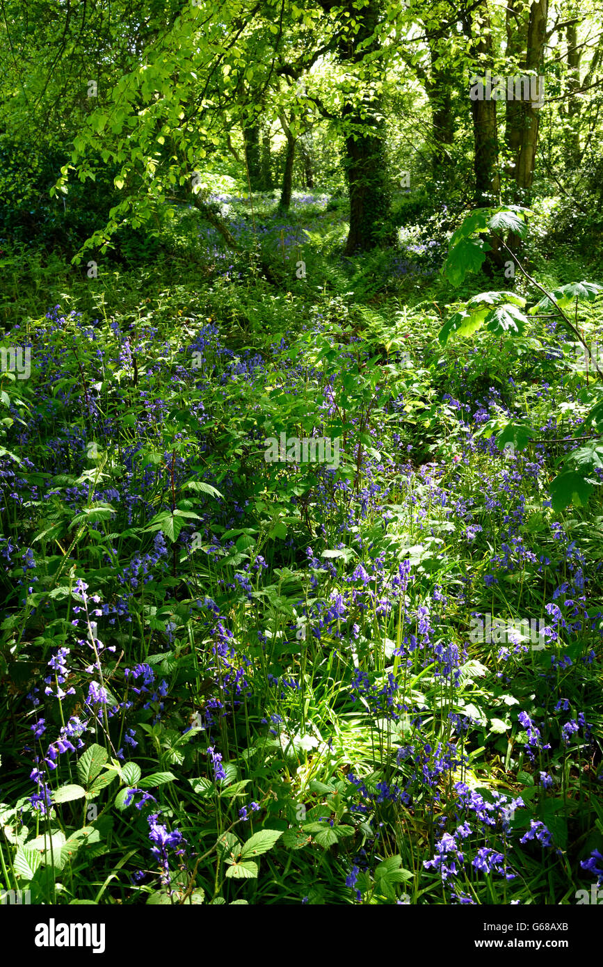 Audley's Wood Bluebells Co. Down Northern Ireland Stock Photo - Alamy