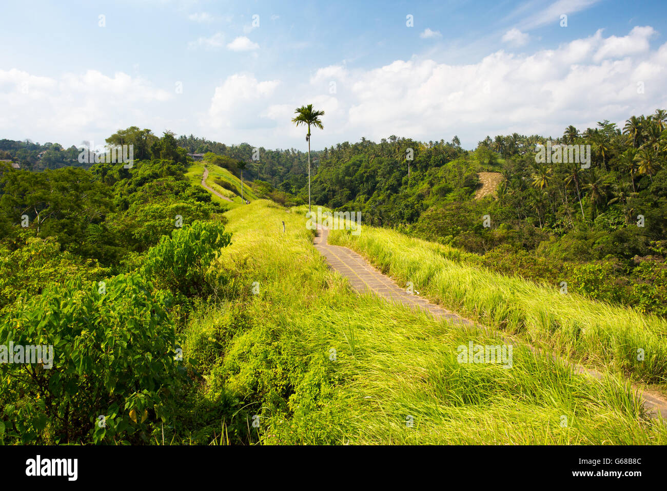 The famous Campuhan Ridge Walk in Ubud, Bali, Indonesia Stock Photo - Alamy