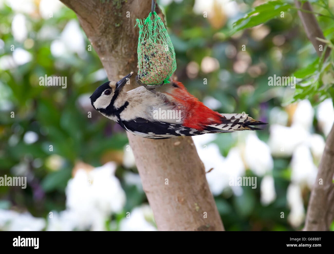 woodpecker eating from a fat ball Stock Photo - Alamy