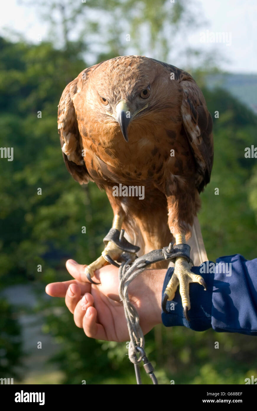 Golden eagle trainer hi-res stock photography and images - Alamy