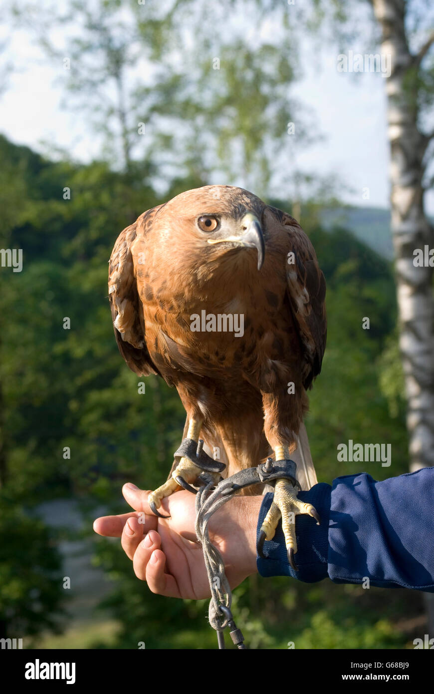 Golden eagle trainer hi-res stock photography and images - Alamy