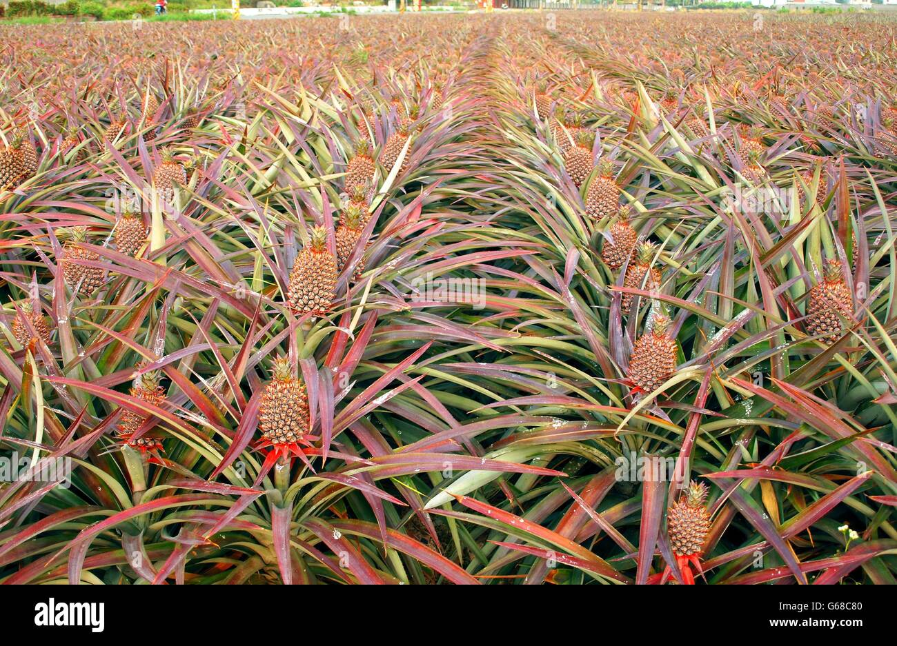 Rows of pineapple plants with fruit that it close to ripening Stock ...