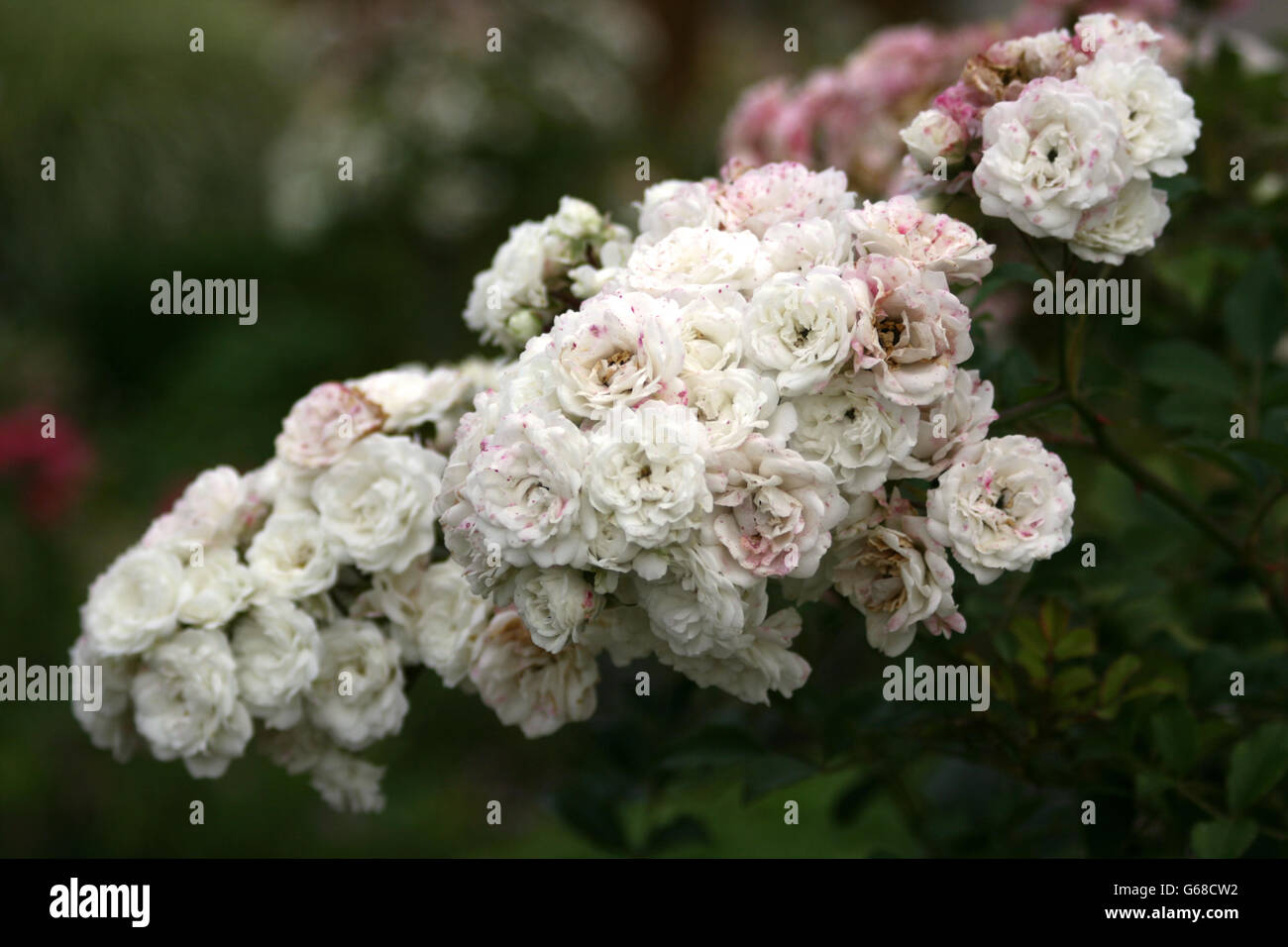 The blooming of a rosebush in a park in Touraine (France Stock Photo ...
