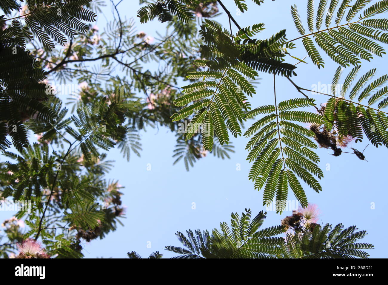 Silk tree leaves, sky and flowers Stock Photo - Alamy