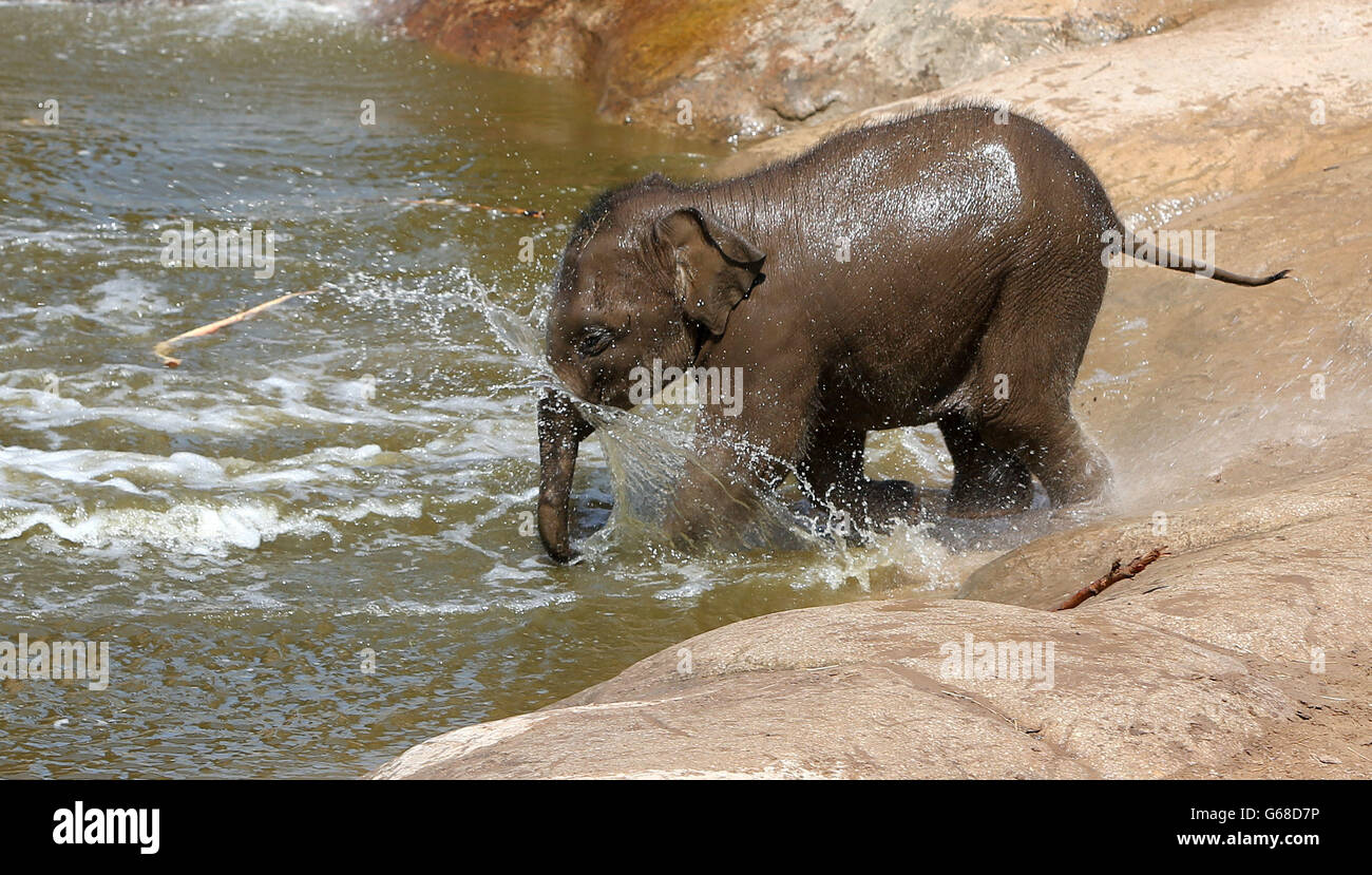 Baby Asian Elephants Bala Hi-Way takes a dip in the pool to cool down ...