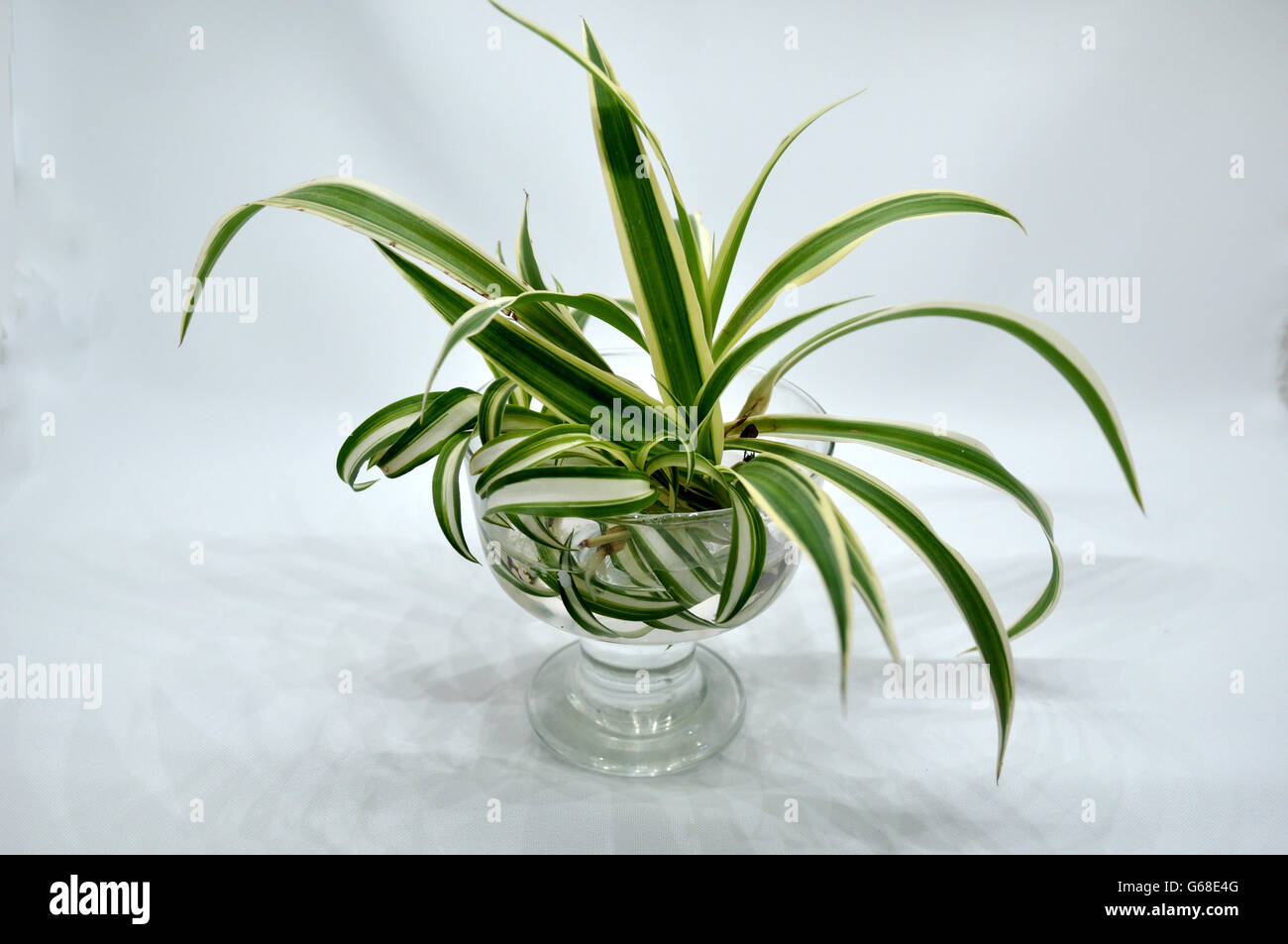 plant root in a glass, elegant figure in glass with white background ...