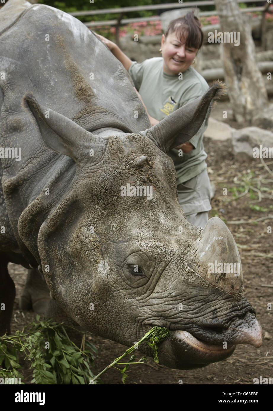 Keeper Sue Gaffing Greater with one-horned Indian rhino Bertus at ...
