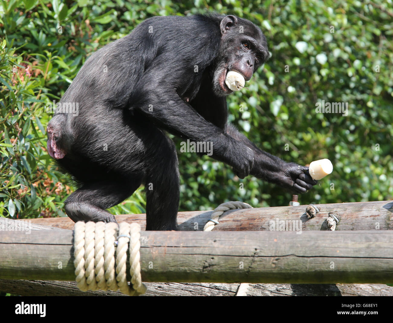 Hot weather animals hi-res stock photography and images - Alamy