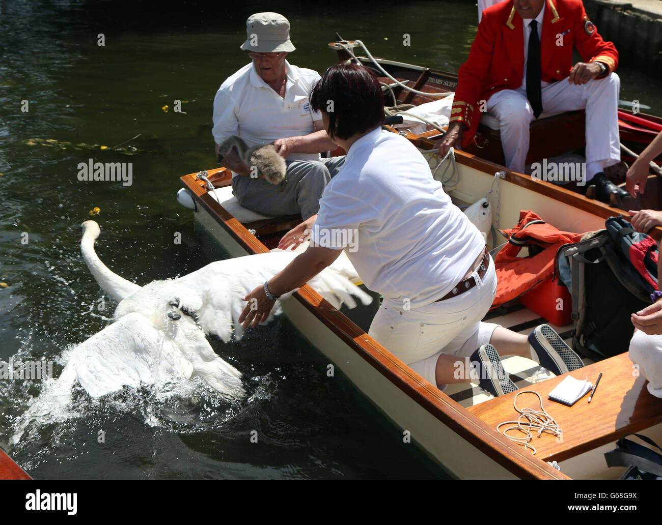 A swan is released during the historic Swan Upping ceremony, the annual ...