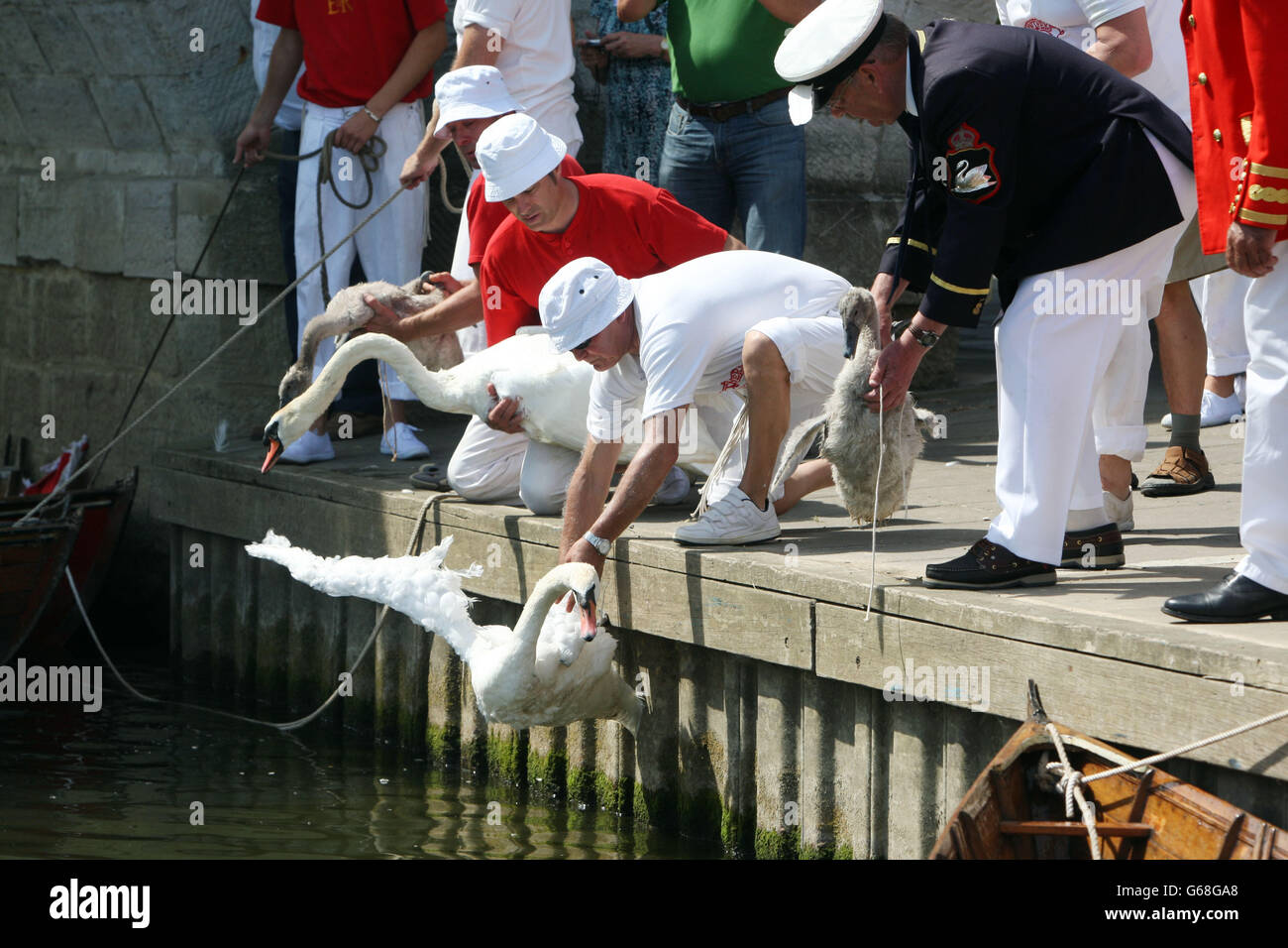 Annual Swan Upping Stock Photo - Alamy