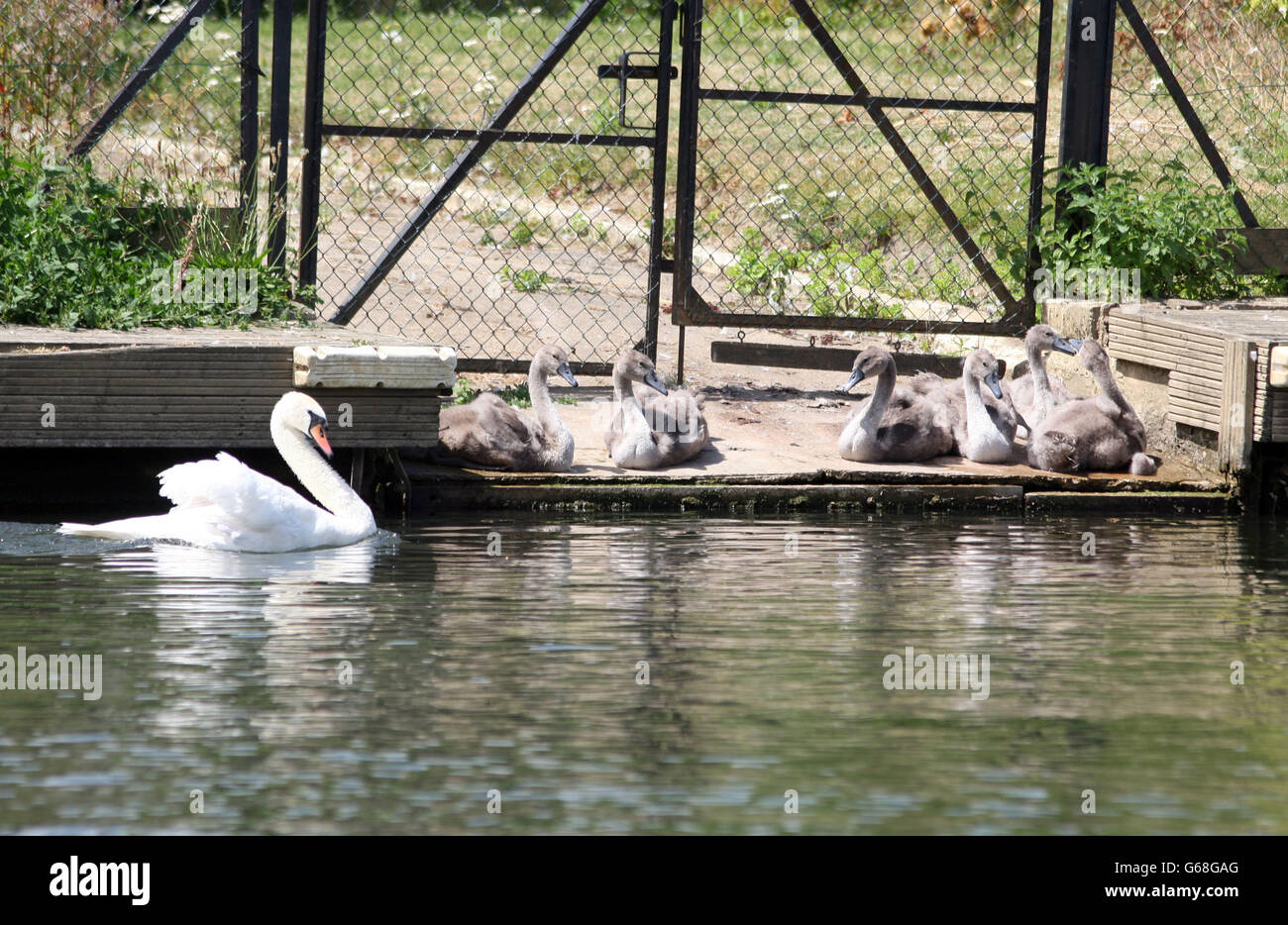 Annual Swan Upping Stock Photo - Alamy