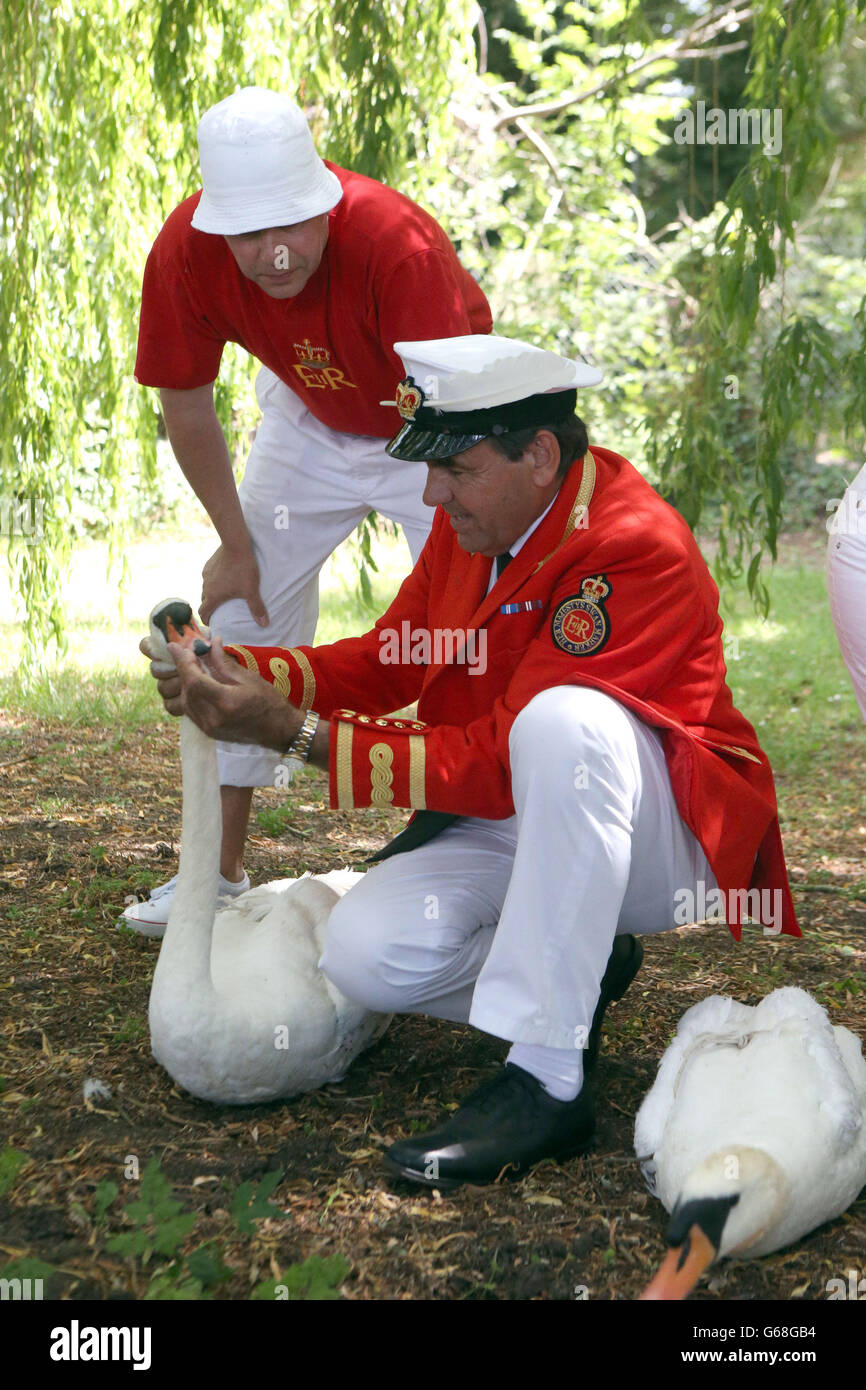 Annual Swan Upping Stock Photo - Alamy