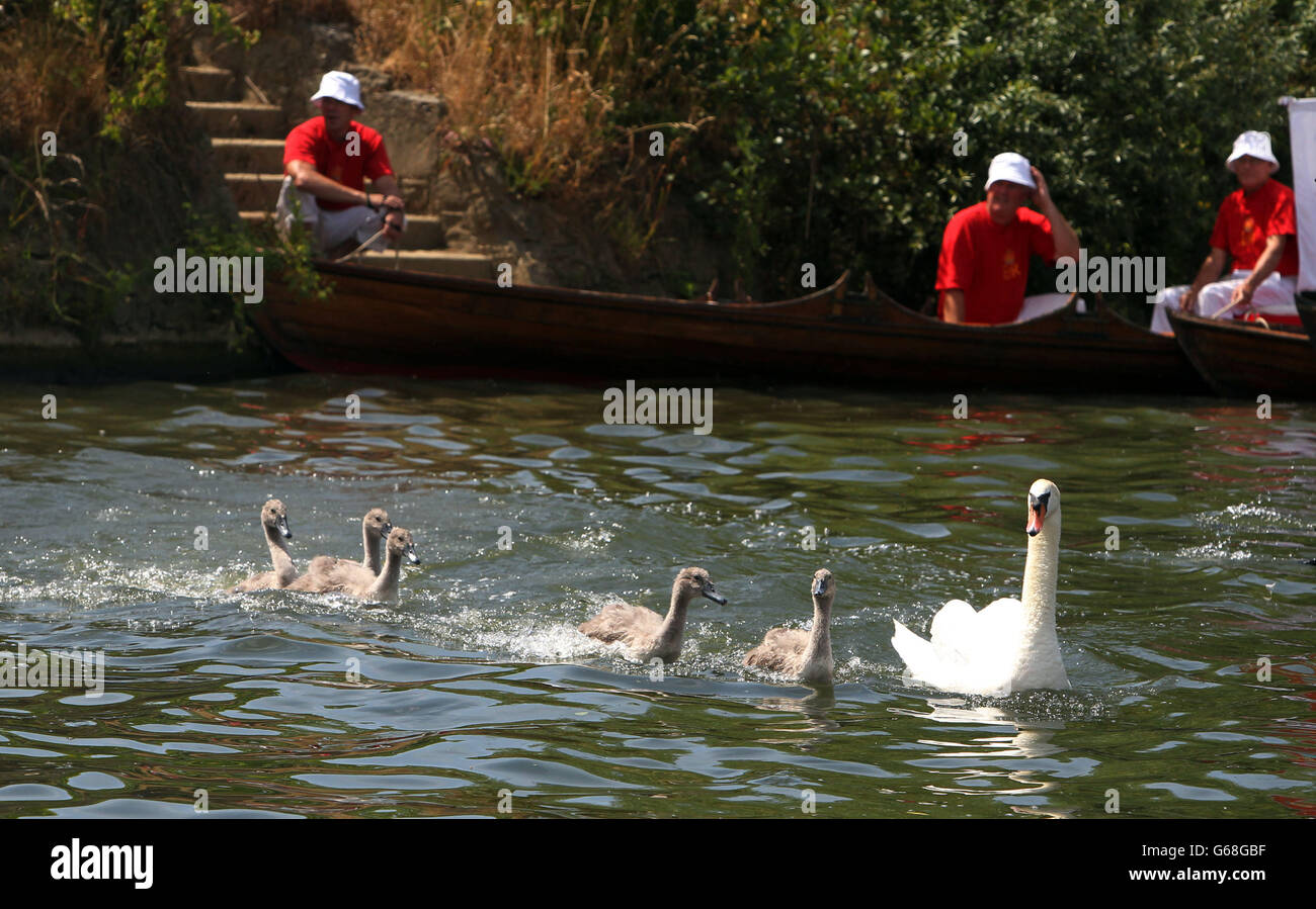 Annual Swan Upping Stock Photo - Alamy