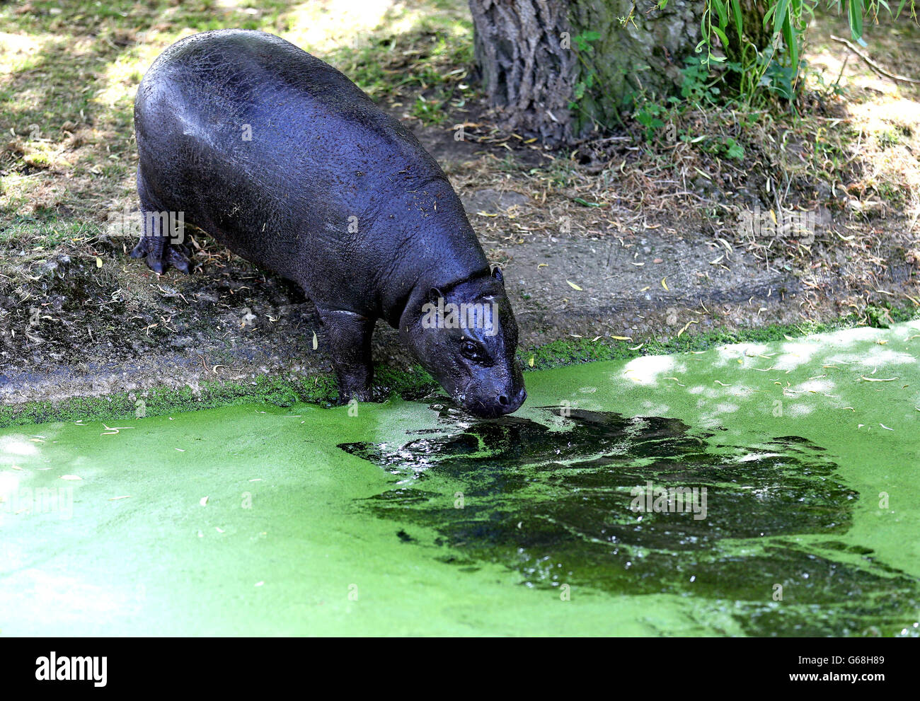 Pygmy hippo calf Georgina, takes a dip in her outside pool for the ...