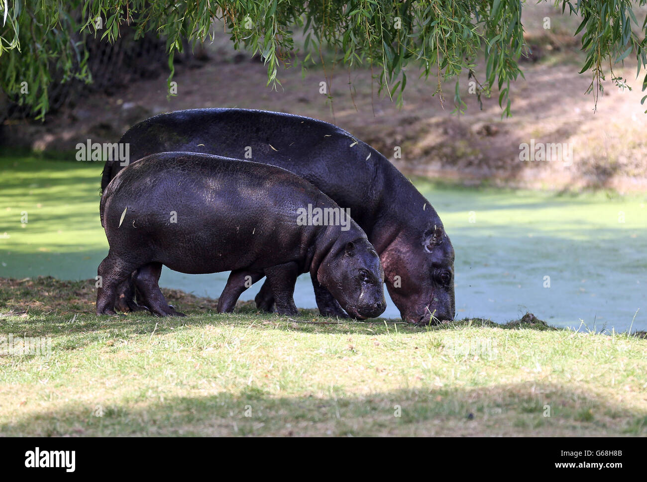 Pygmy hippo calf Georgina, takes a dip in her outside pool for the ...
