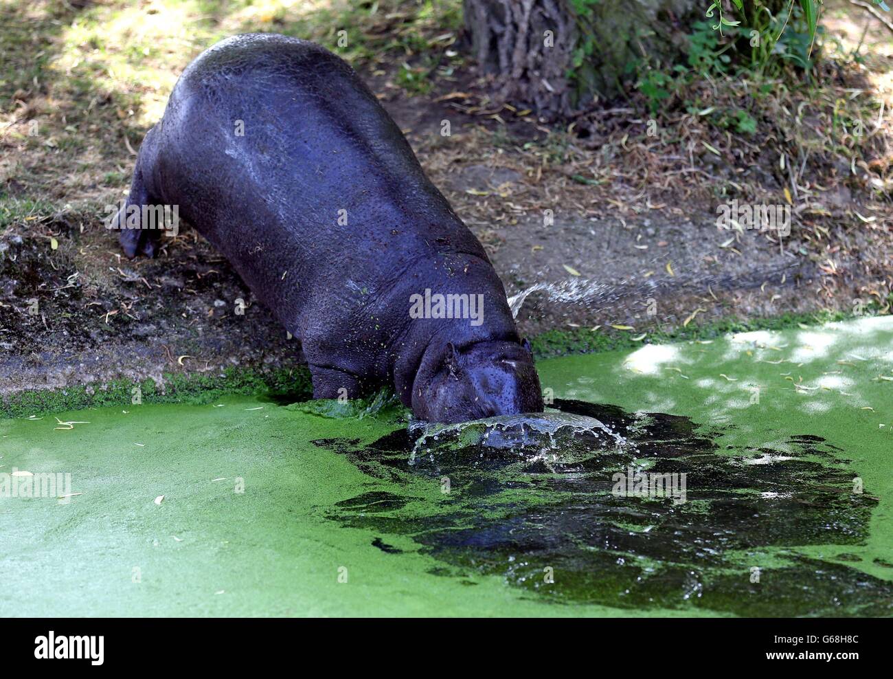 Hippo calf at whipsnade zoo hi-res stock photography and images - Alamy