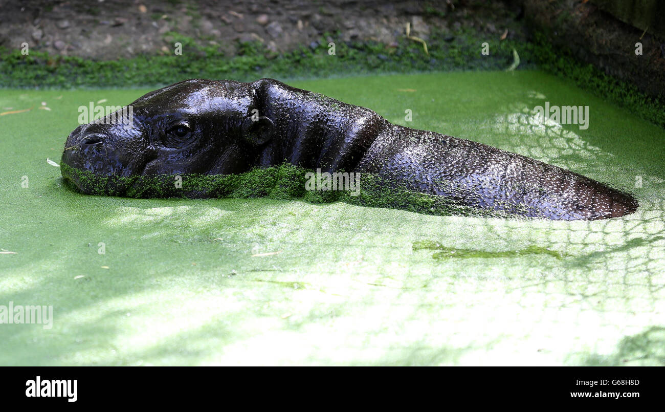 Pygmy hippo calf Georgina, takes a dip in her outside pool for the ...