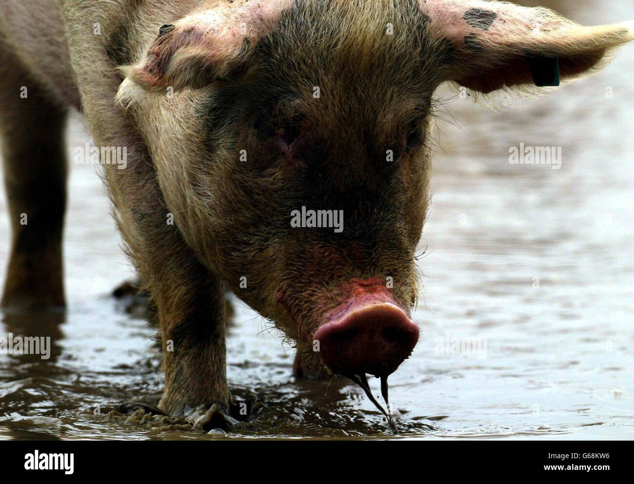 Foot and mouth pig snout hi-res stock photography and images - Alamy