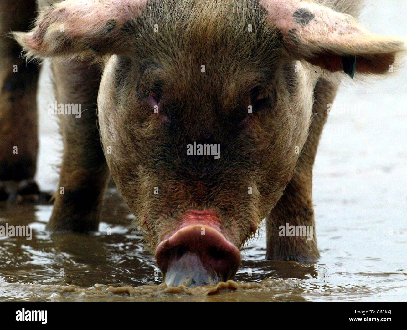 A pig in a Norfolk field. Britain's beleaguered pig industry could soon ...