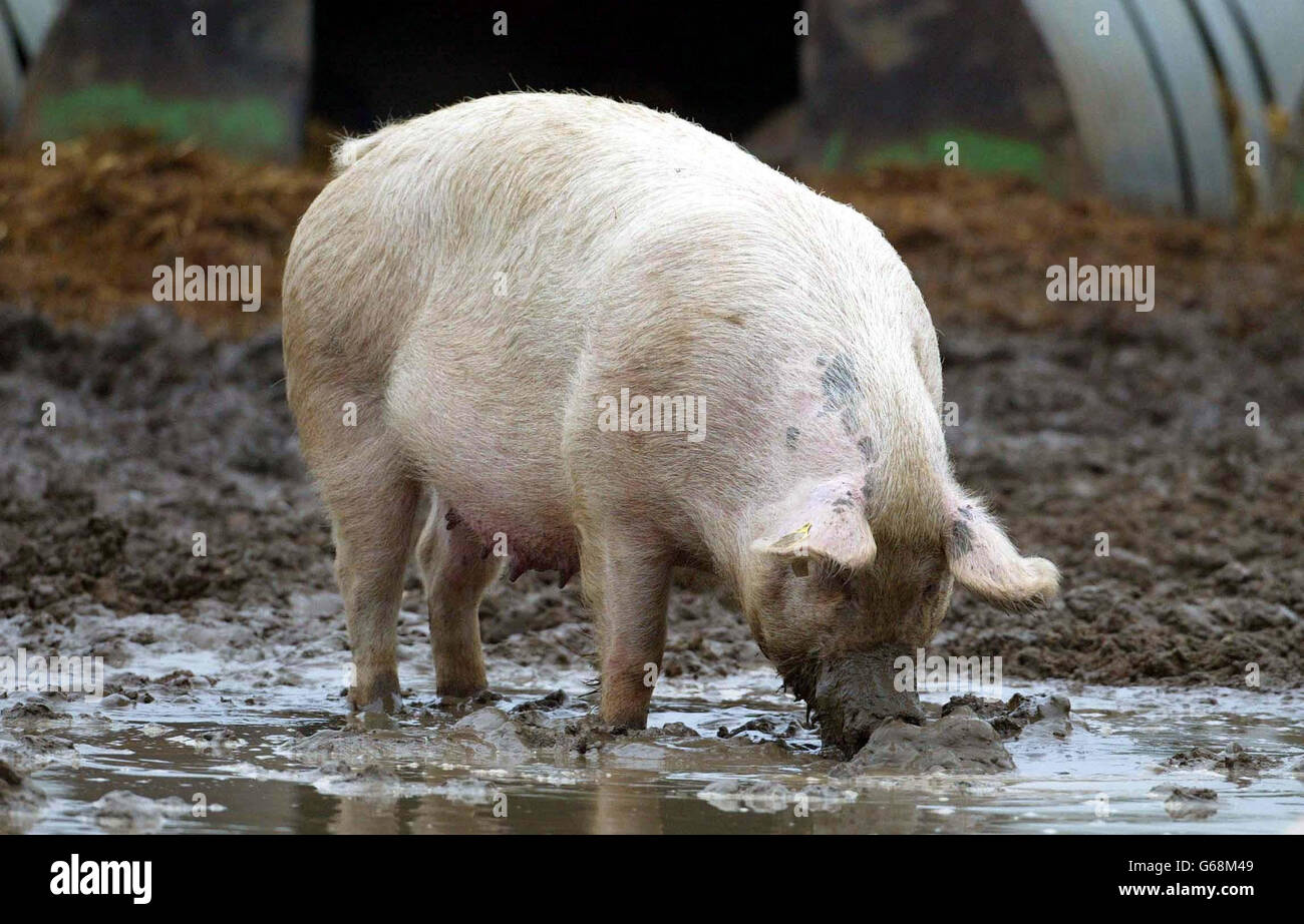 Foot and mouth pig snout hi-res stock photography and images - Alamy