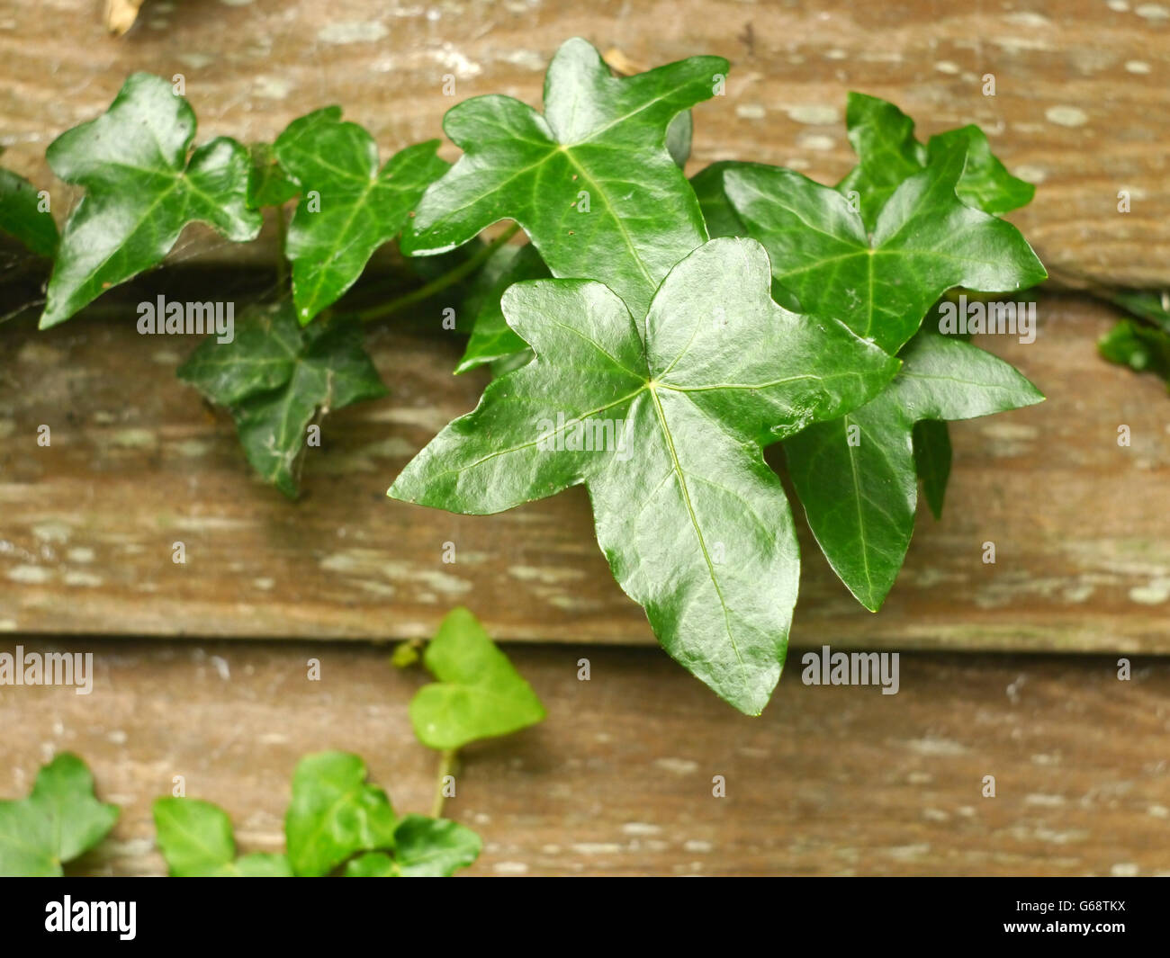 Plural leaves hi-res stock photography and images - Alamy