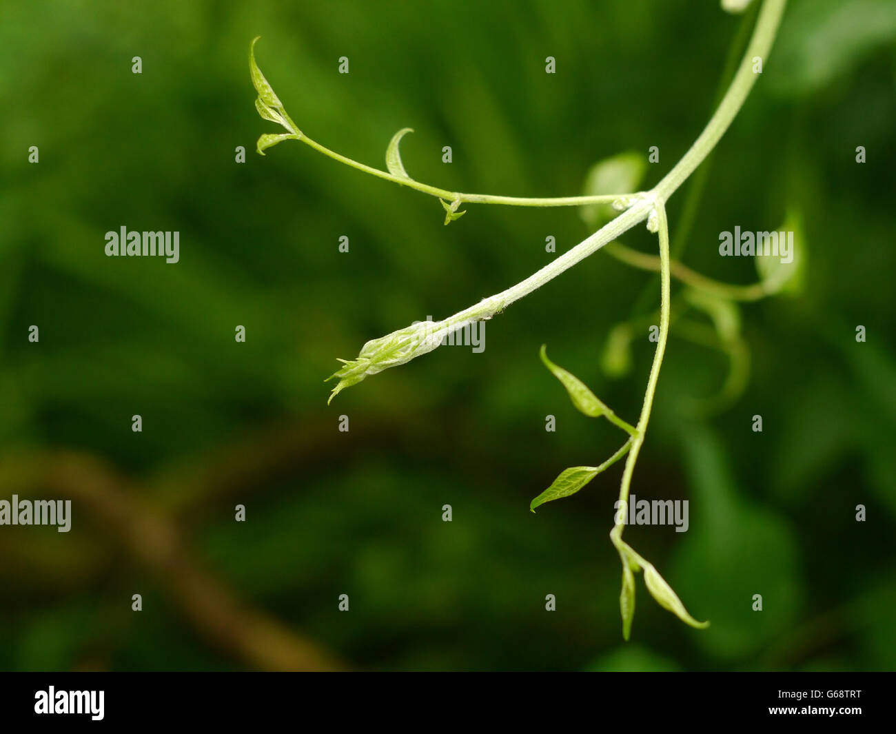 tendril of climbing plant Clematis vitalba Stock Photo - Alamy
