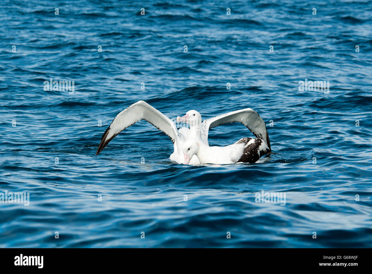 Albatross fighting hi-res stock photography and images - Alamy