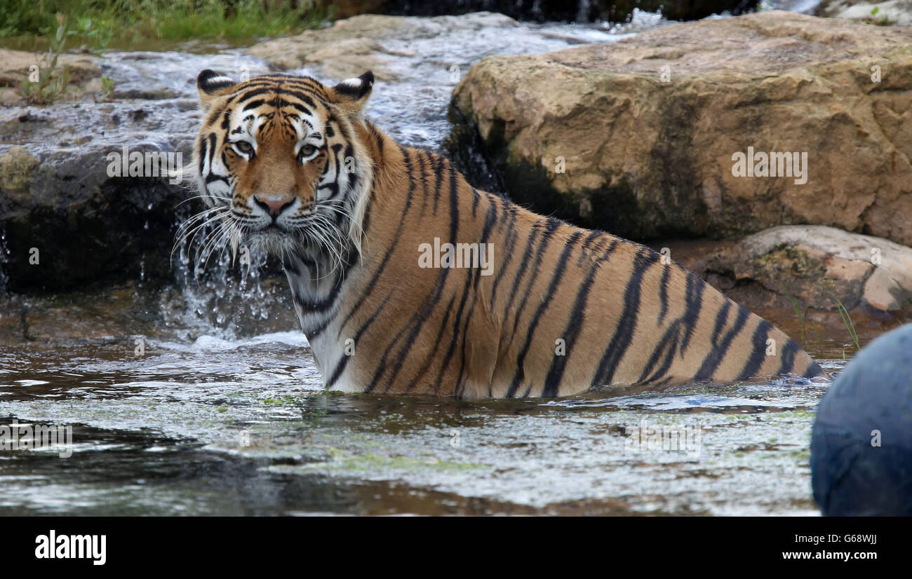 During global tiger day hi-res stock photography and images - Alamy