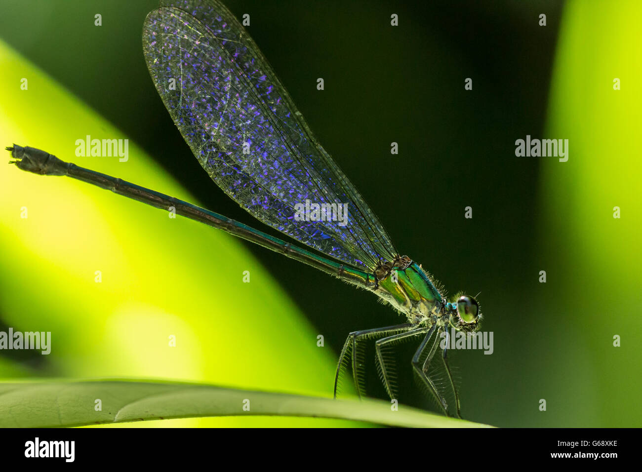 Dragonfly in Gunung Gading National Park, Sarawak, Borneo, Malaysia ...