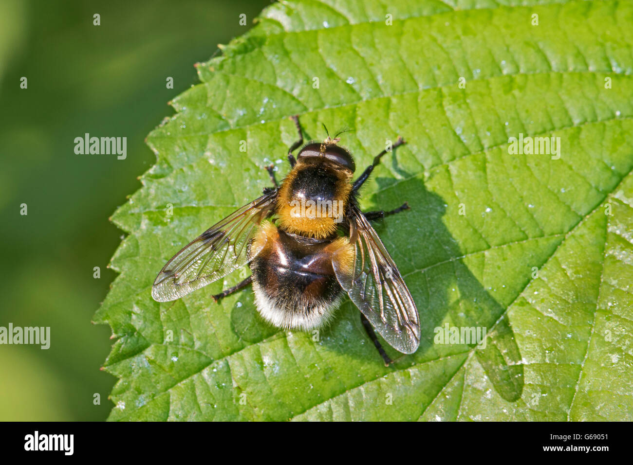 Male Hoverfly (Volucella bombylans Stock Photo - Alamy
