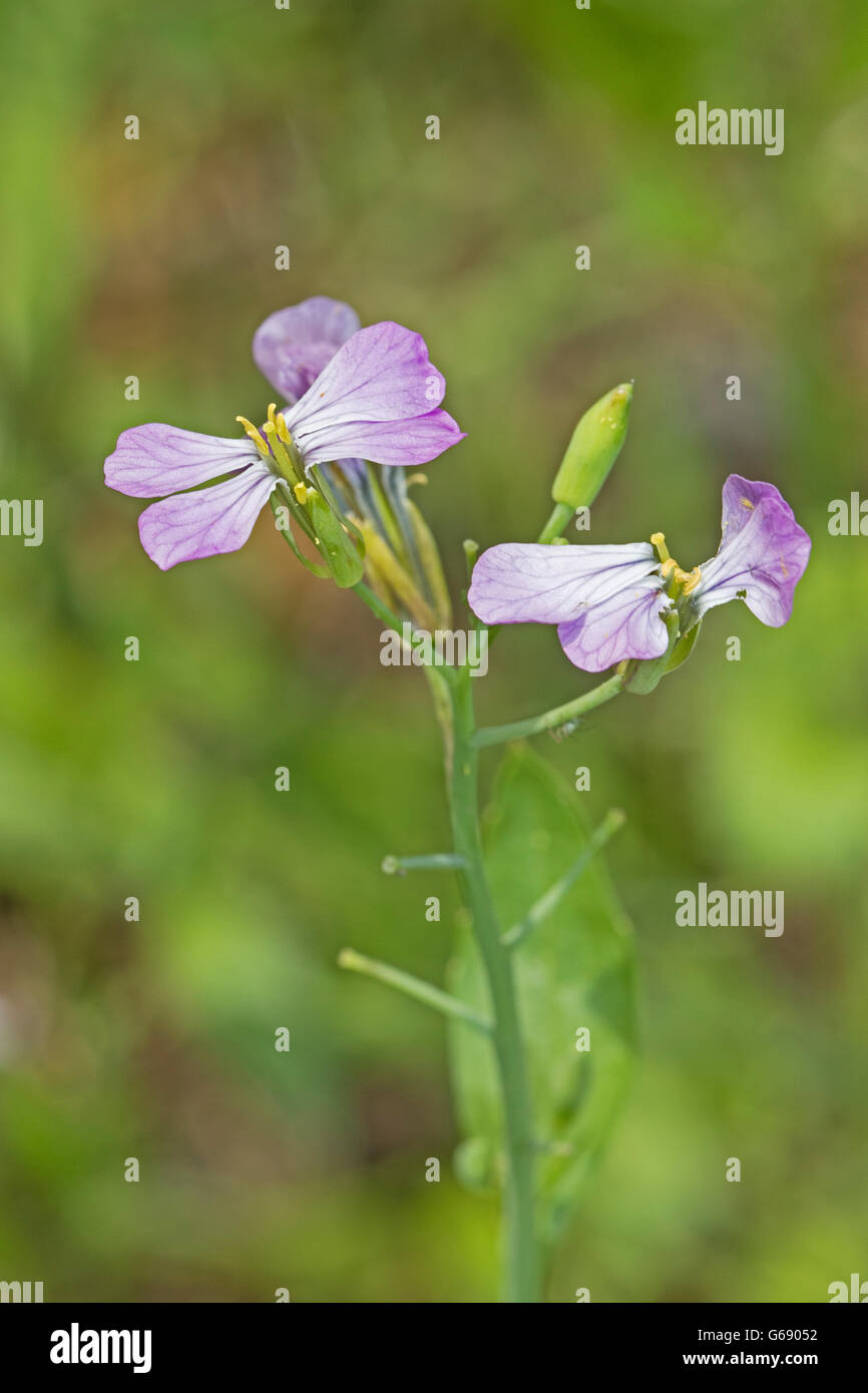 Cuckoo Flower or Lady's Smock Stock Photo - Alamy