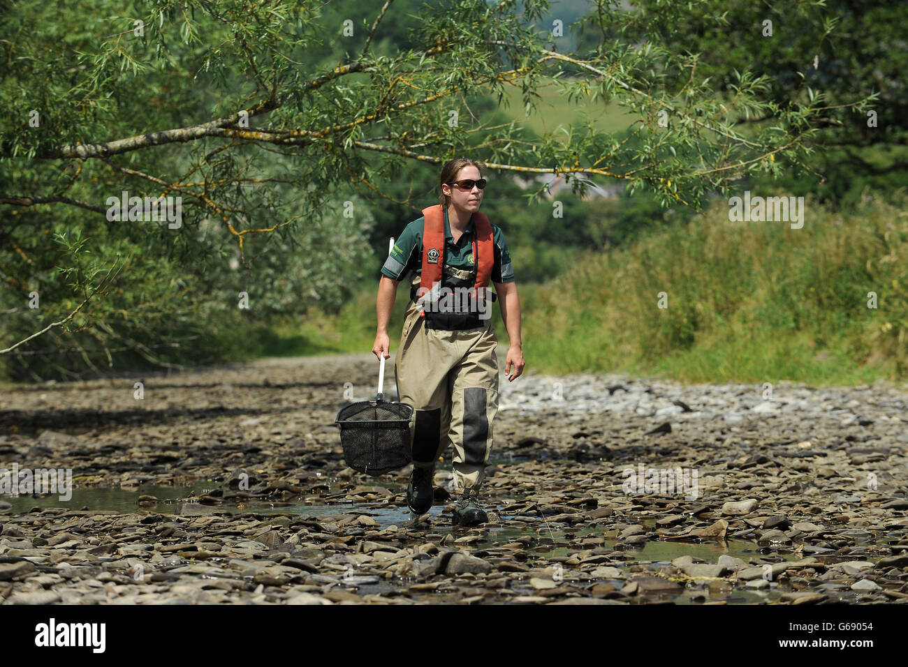 Fisheries officer Laura Bullock of the Environment Agency searches the ...