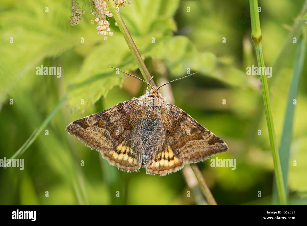 Flying moth hi-res stock photography and images - Alamy