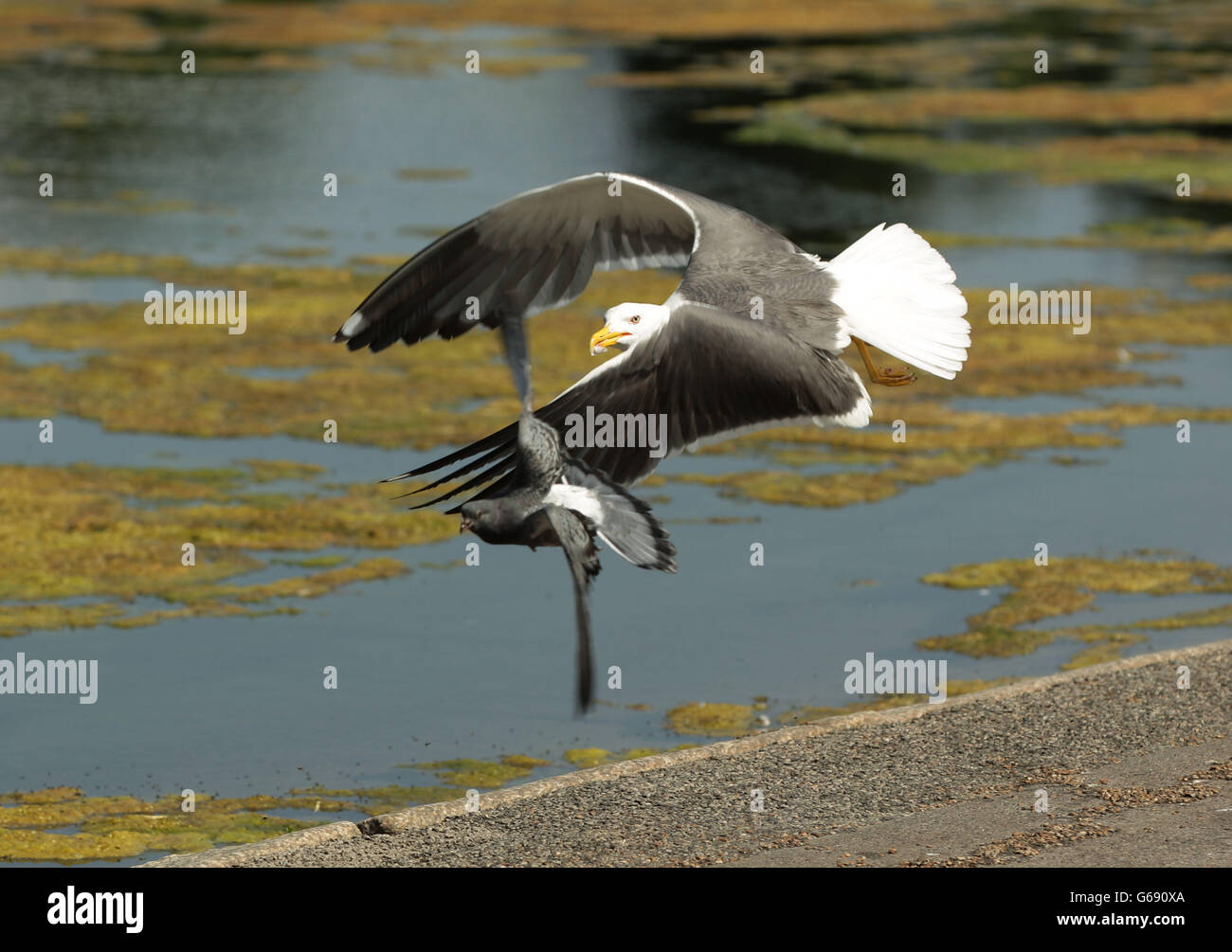 A seagull attacks hi-res stock photography and images - Alamy