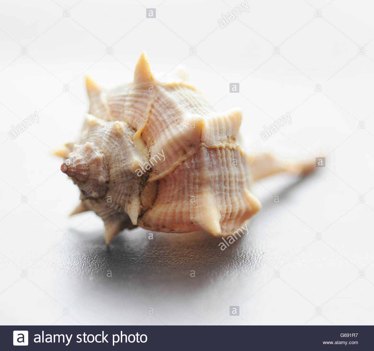 Spiky Sea Shell Stock Photos & Spiky Sea Shell Stock Images - Alamy