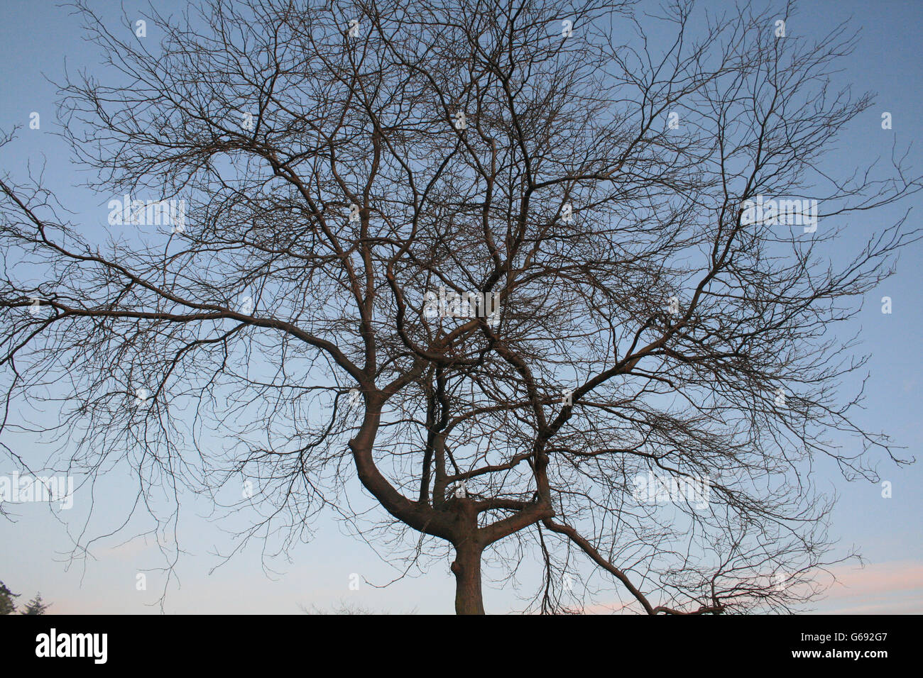 A barren tree without leaves, many branches Stock Photo - Alamy