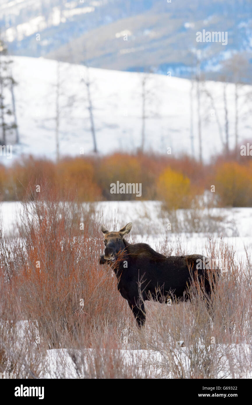 Moose in bushes hi-res stock photography and images - Alamy