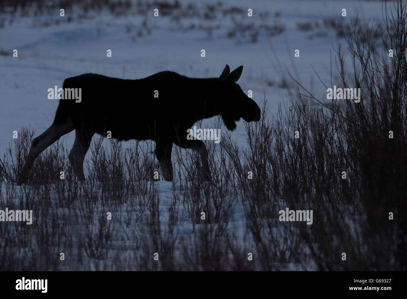 Moose silhouette hi-res stock photography and images - Alamy