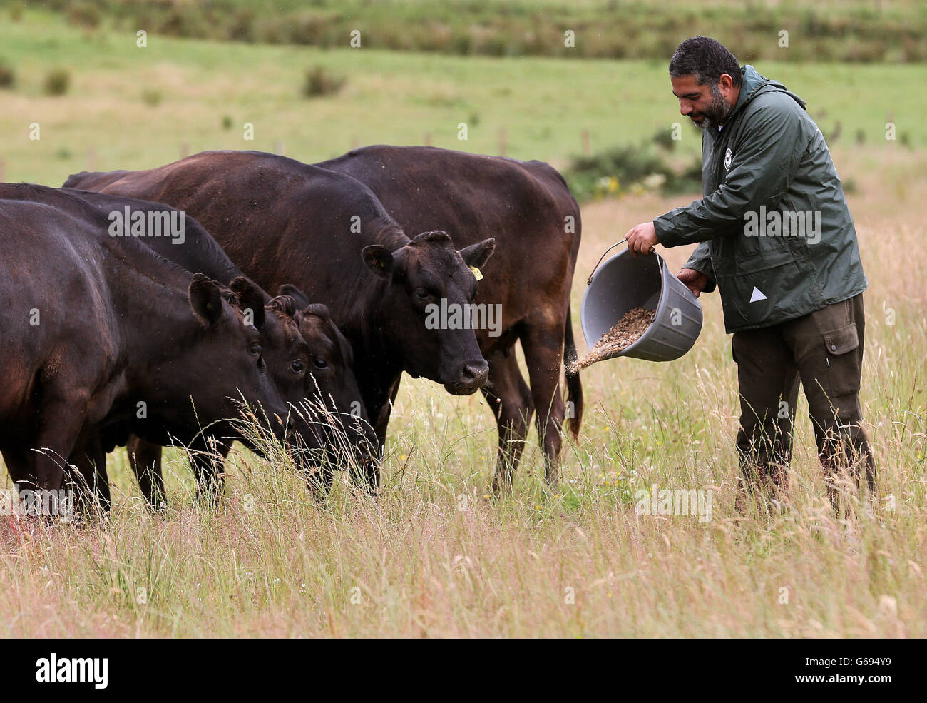 Mohsin al tajir with wagyu cattle in blackford hi-res stock photography ...
