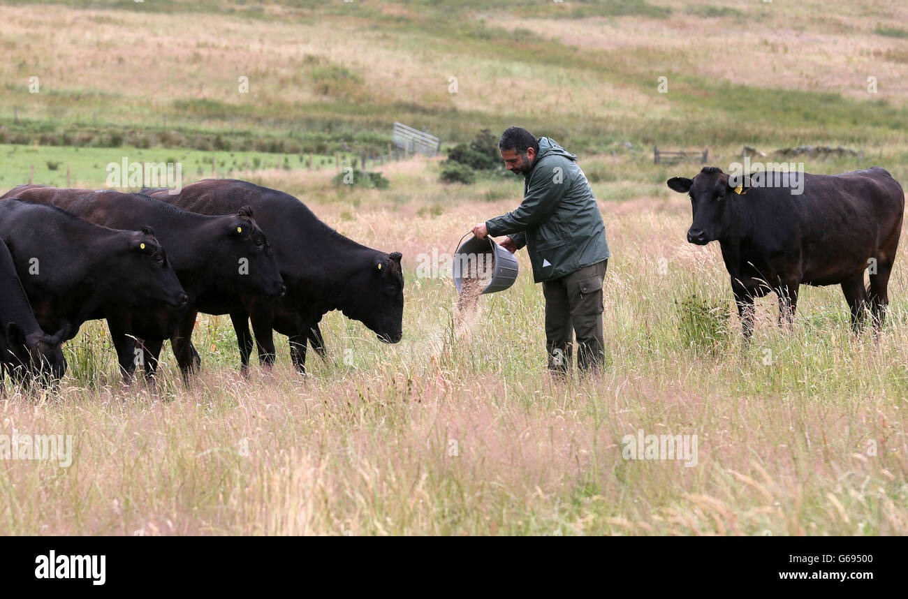 Mohsin Al-Tajir with Wagyu cattle in Blackford, Scotland, as the Wagyu ...