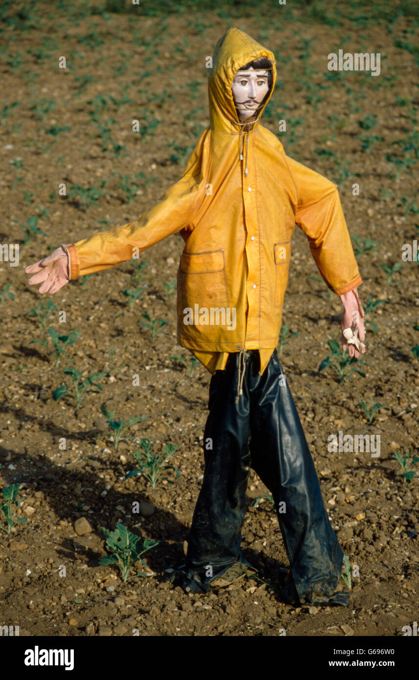 Scarecrow in the English landscape by Colin Garratt Stock Photo - Alamy