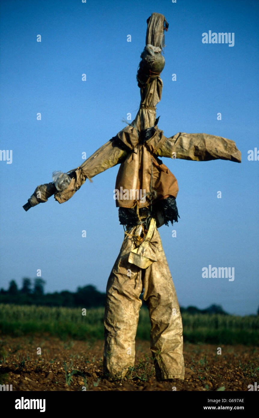 Scarecrow in the English landscape by Colin Garratt Stock Photo - Alamy